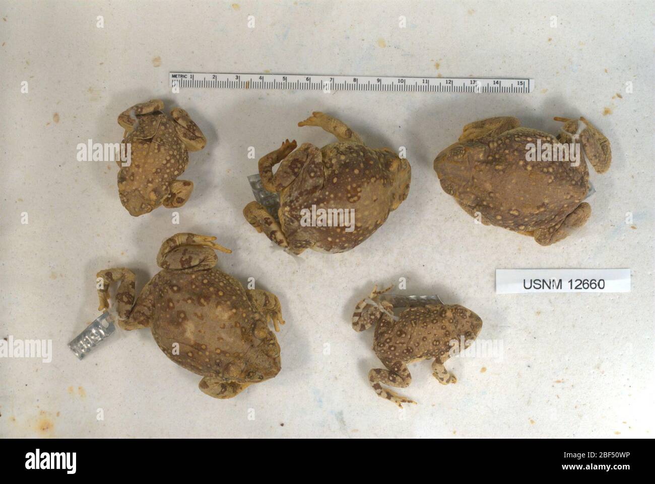 Anaxyrus punctatus. 6 Aug 20145 Stock Photo - Alamy