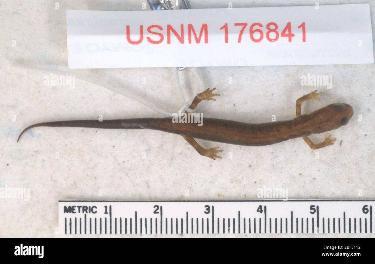 Plethodon ventralis hi-res stock photography and images - Alamy