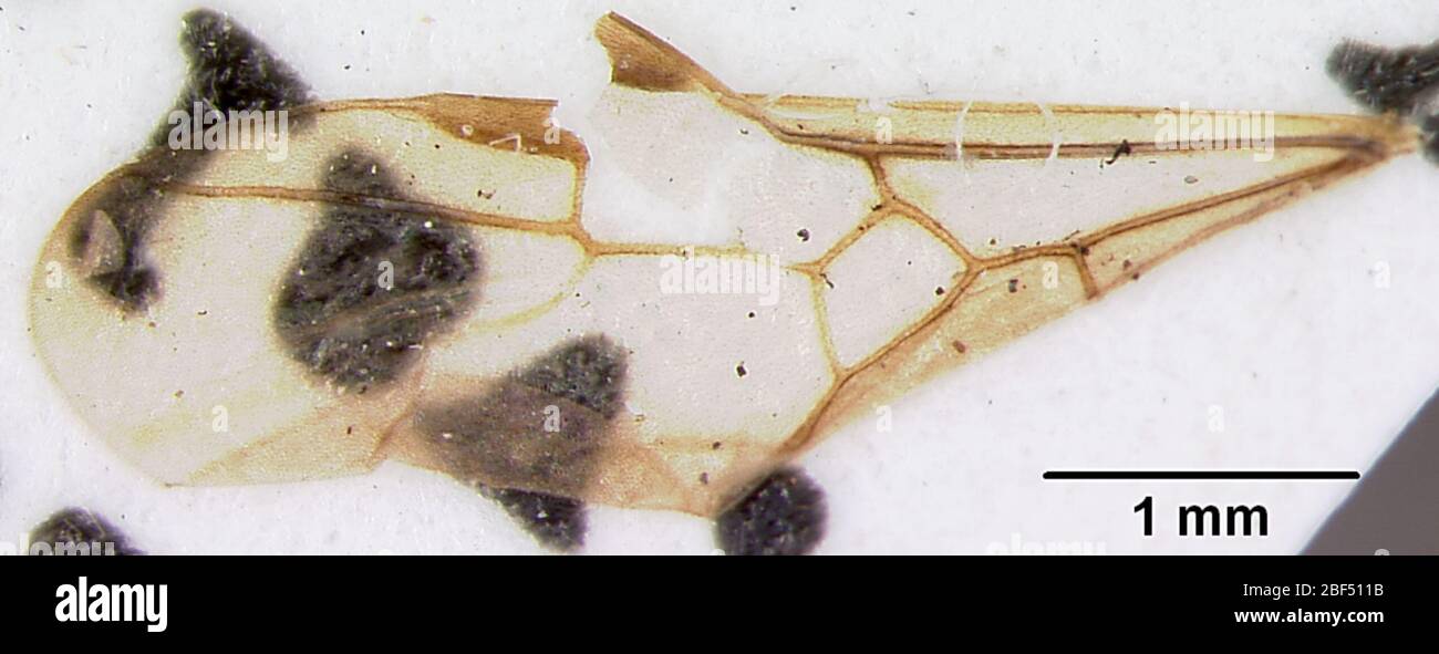 Anonychomyrma myrmex. 28 Dec 20161 Stock Photo - Alamy