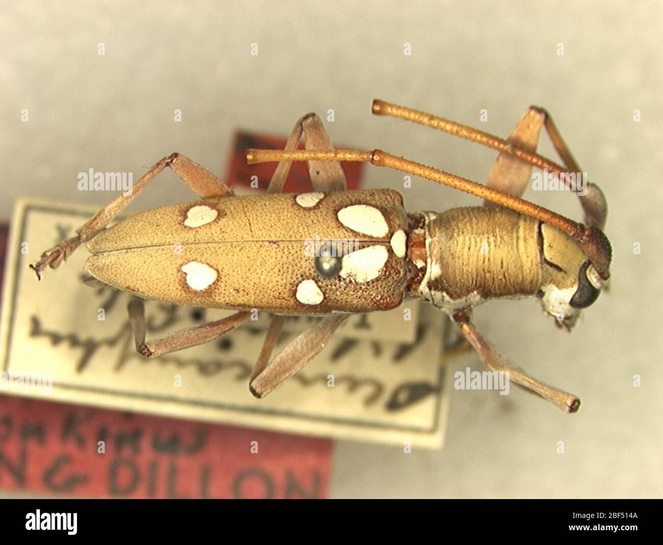 Tonkinus hi-res stock photography and images - Alamy