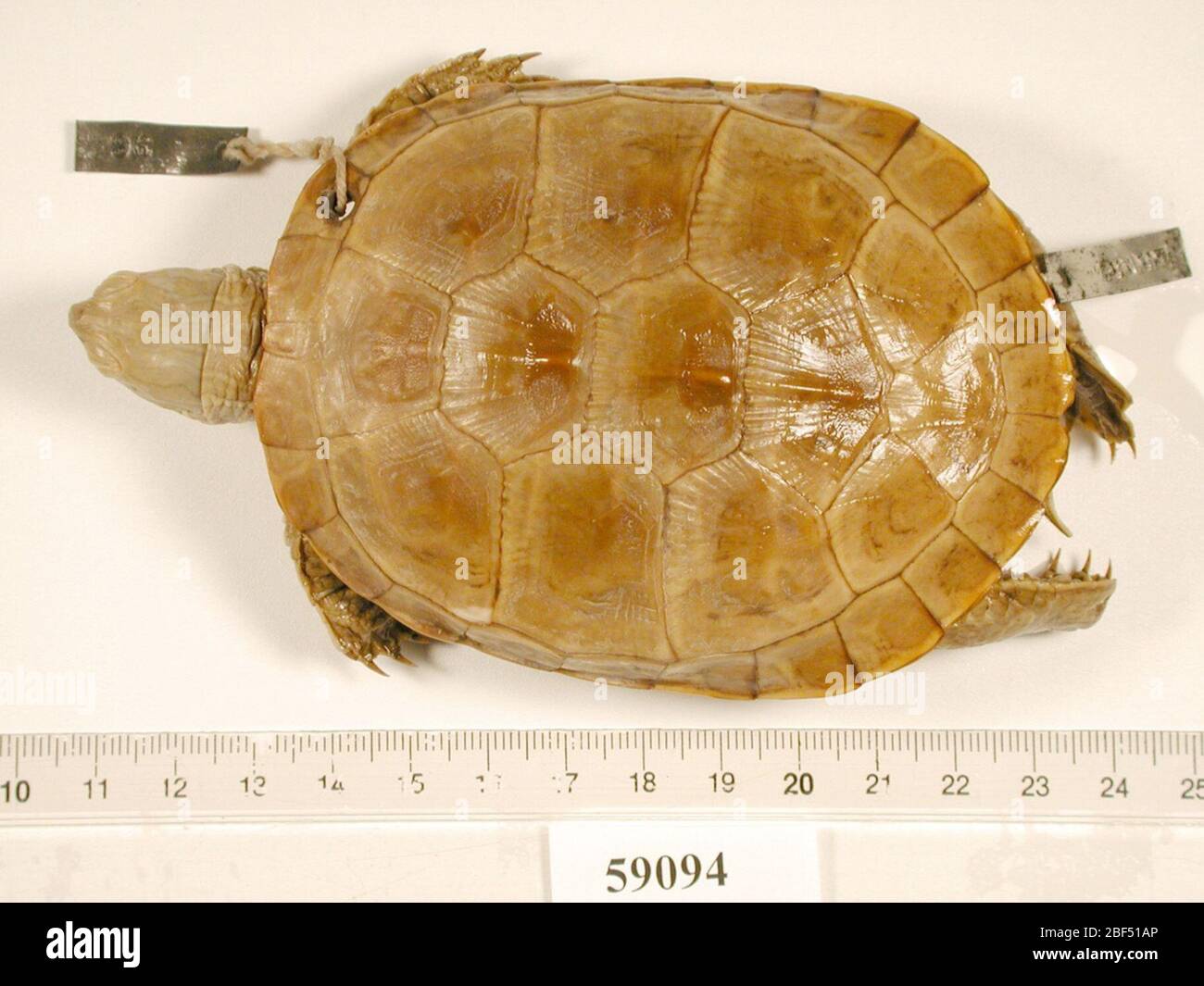 Trachemys decorata. 2 Oct 20181 Stock Photo - Alamy
