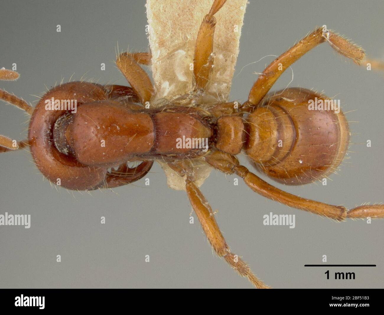 Cheliomyrmex megalonyx. 28 Dec 20163 Stock Photo - Alamy