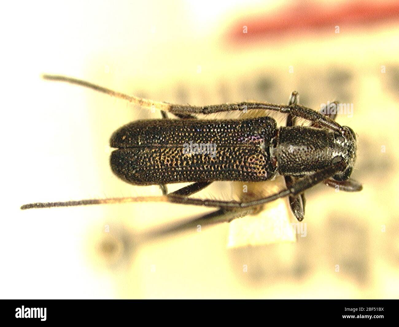 Planifrons hi-res stock photography and images - Alamy