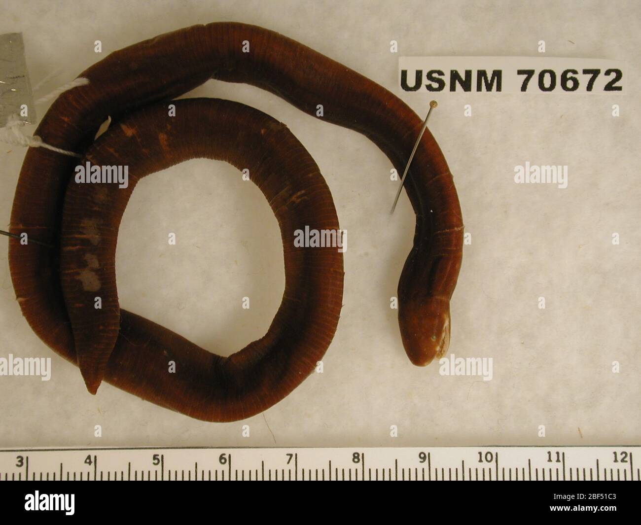 Ichthyophis sumatranus. 1 Oct 20181 Stock Photo - Alamy