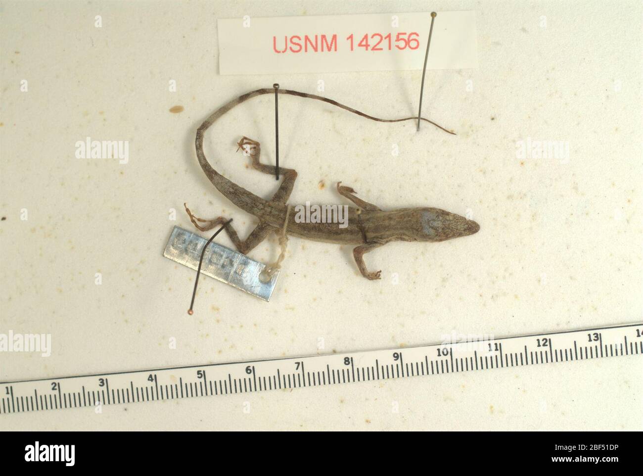 Paternus hi-res stock photography and images - Alamy