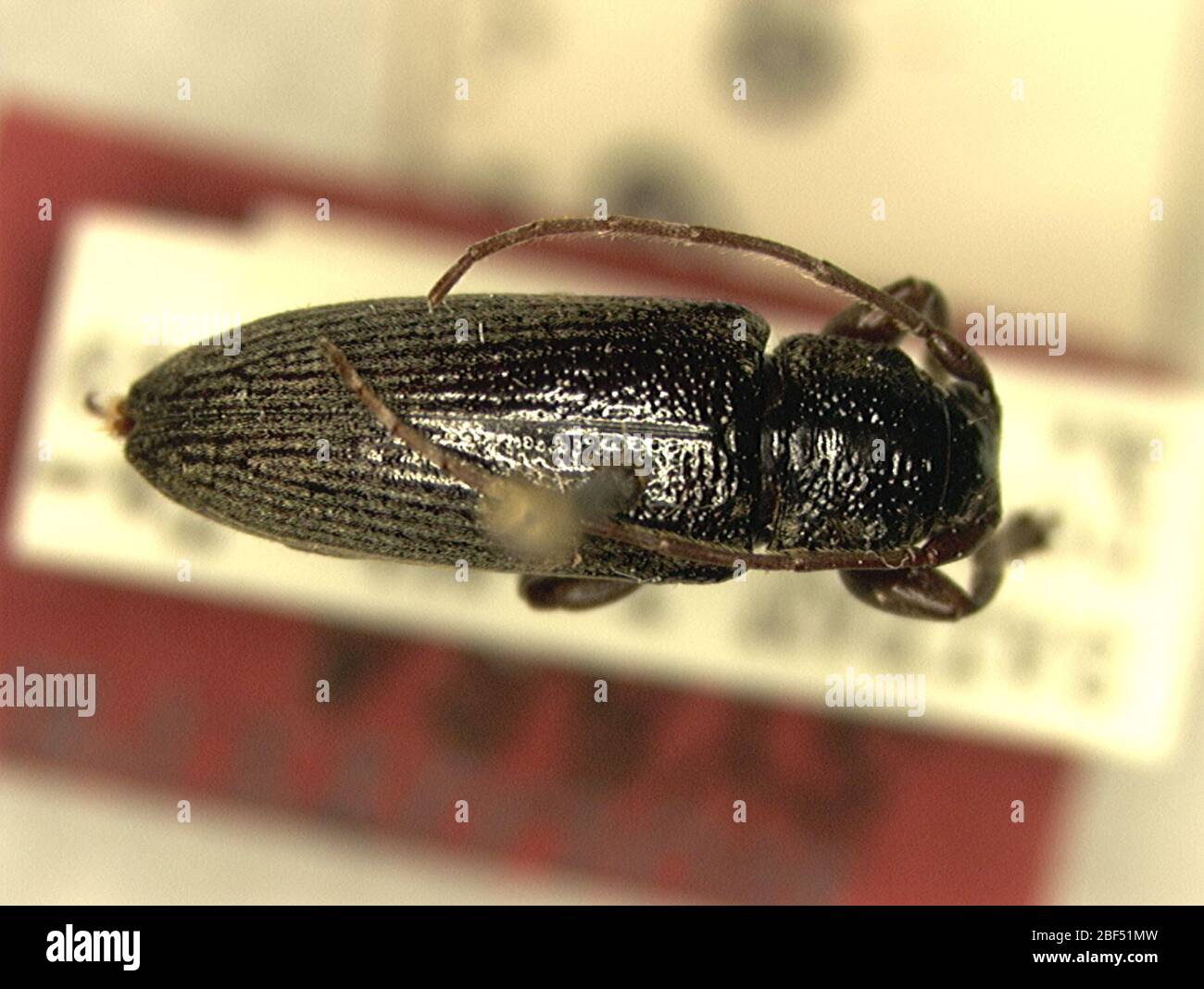 Sybra chamorro. 27 Sep 20131 Stock Photo - Alamy