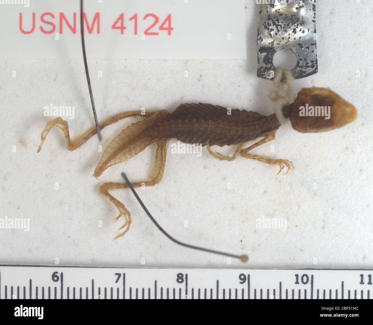 Uma notata. 6 Aug 20141 Stock Photo - Alamy