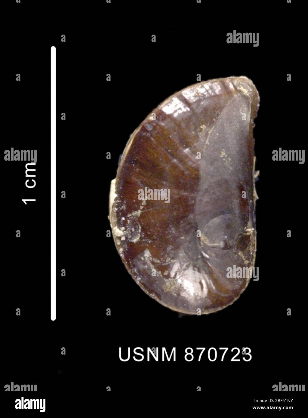 Andersoni hi-res stock photography and images - Alamy