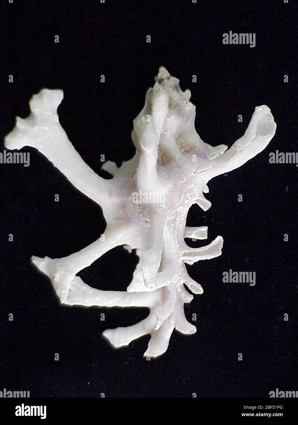 Anatomica hi-res stock photography and images - Alamy