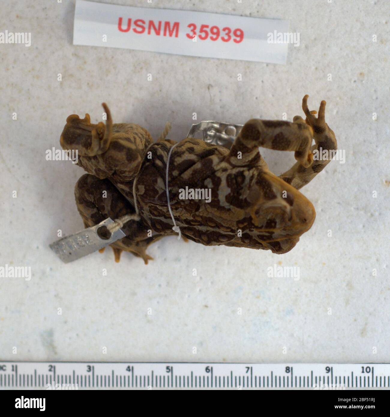 Plant anatomical features hi-res stock photography and images - Alamy