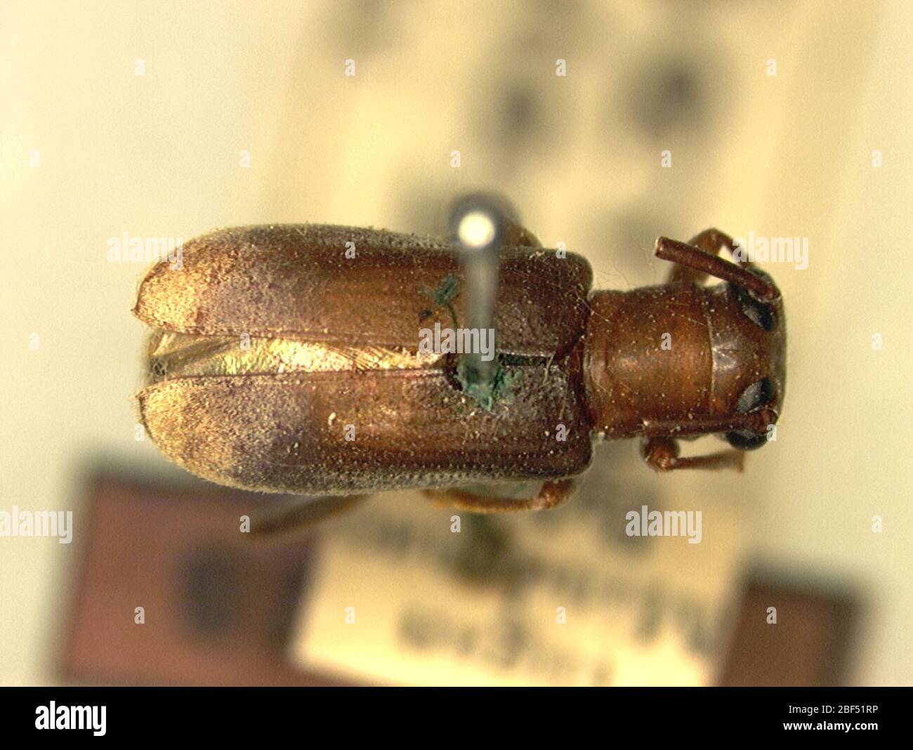 Plagiata hi-res stock photography and images - Alamy