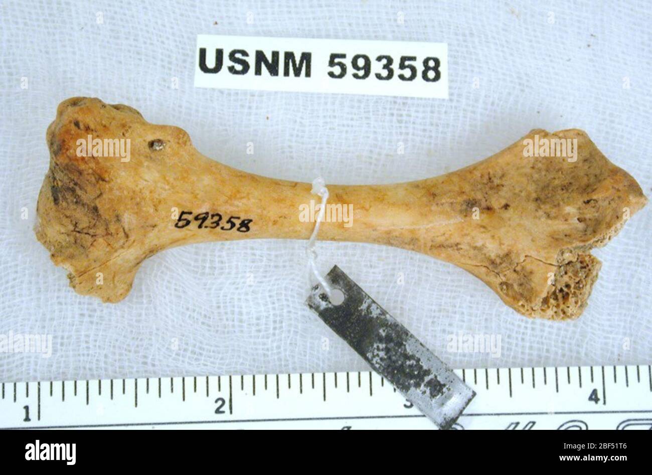 Mattea the hi-res stock photography and images - Alamy