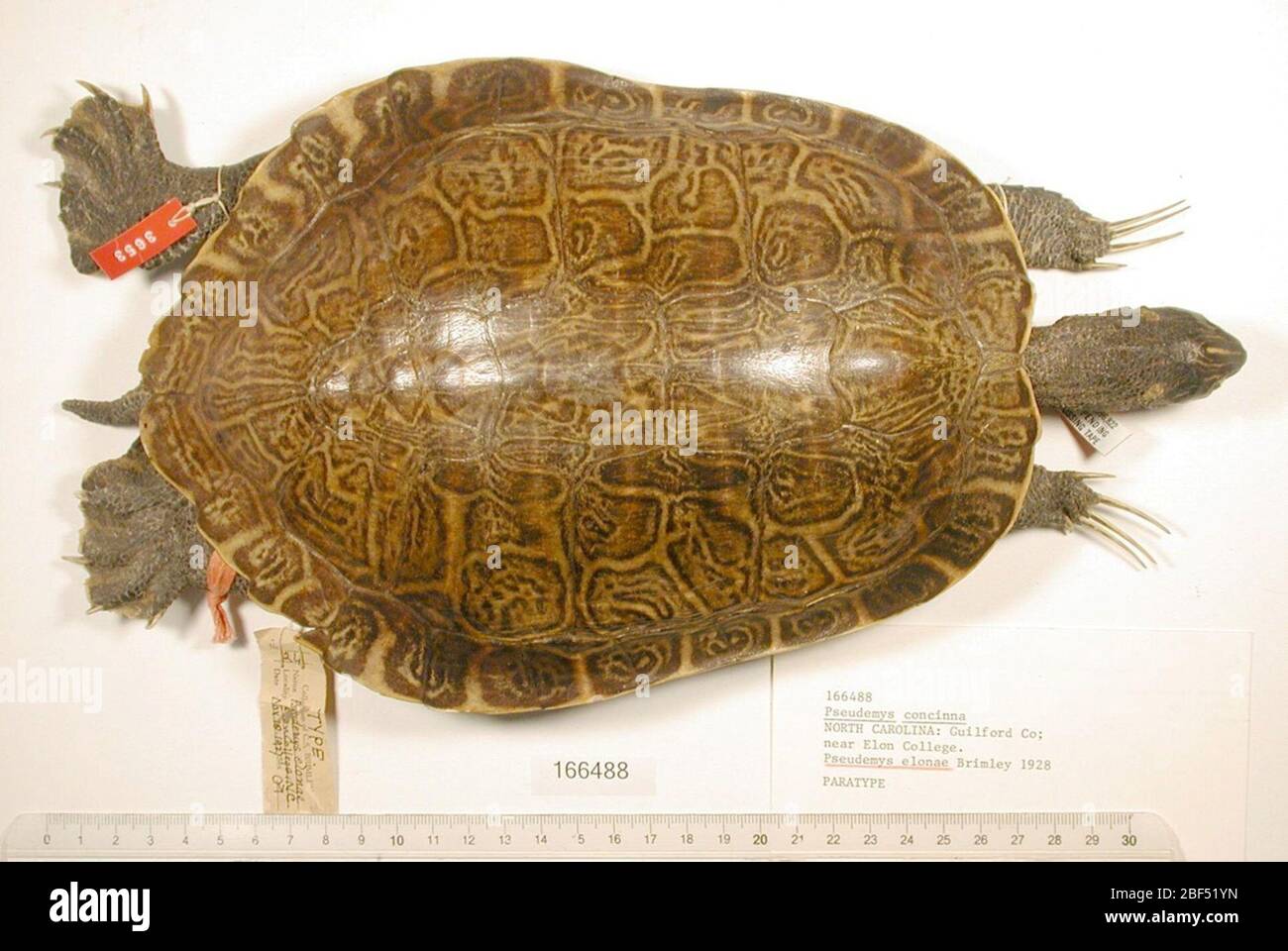 Pseudemys concinna. 2 Oct 20181 Stock Photo - Alamy