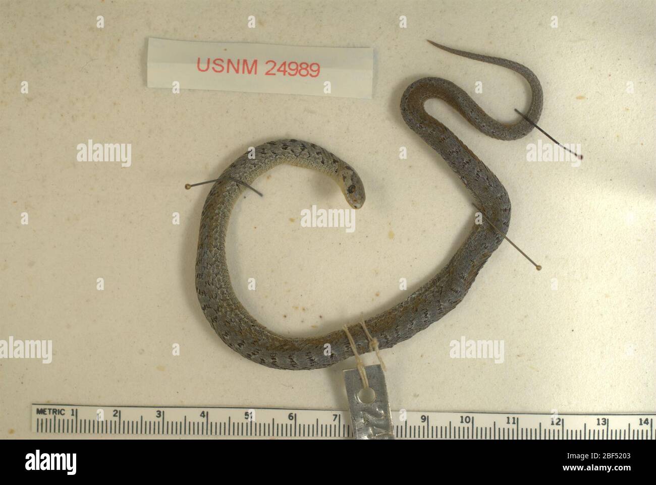 Storeria hi-res stock photography and images - Alamy