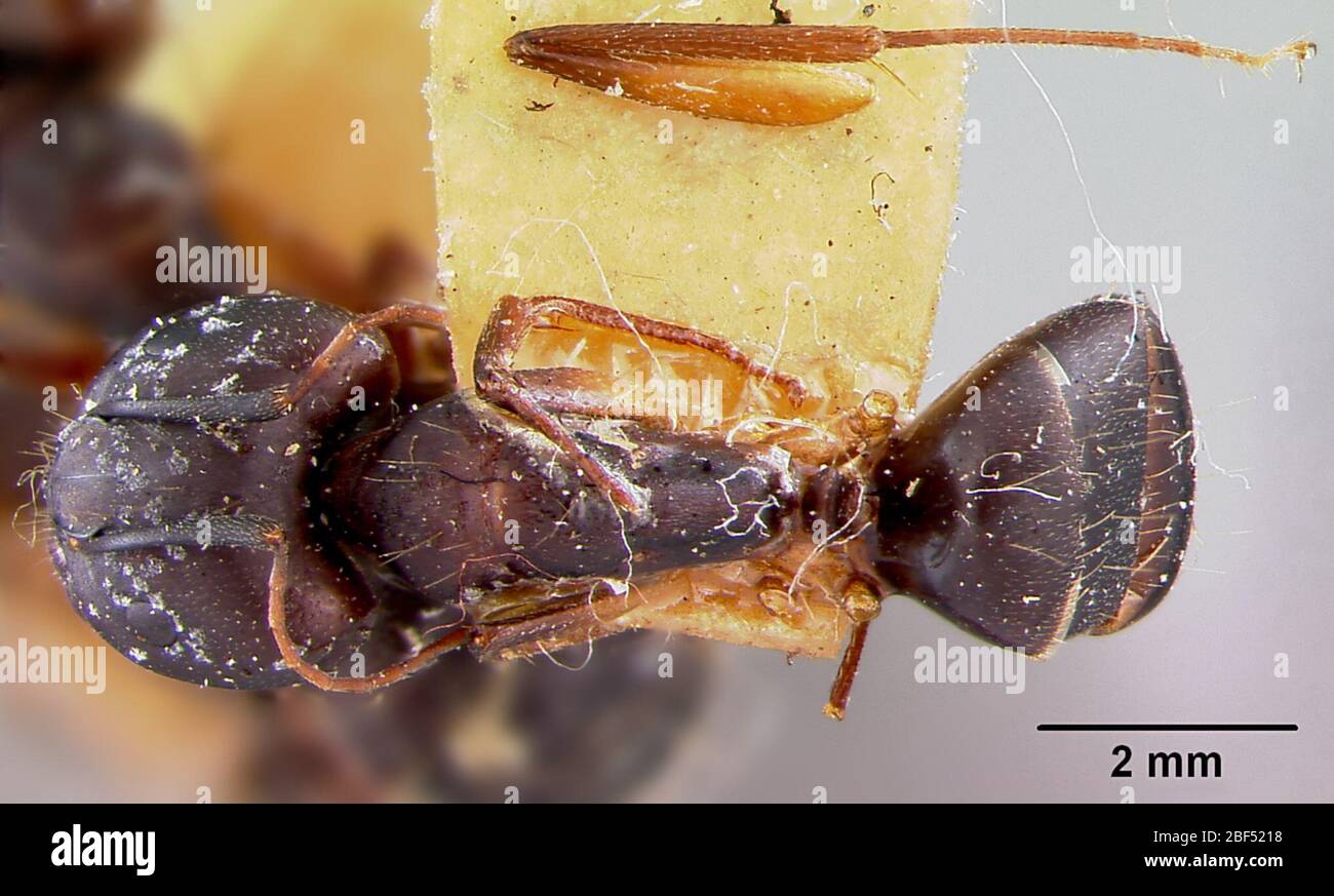 Camponotus Colobopsis maculatus negus var nefasitensis. 28 Dec 20163 ...