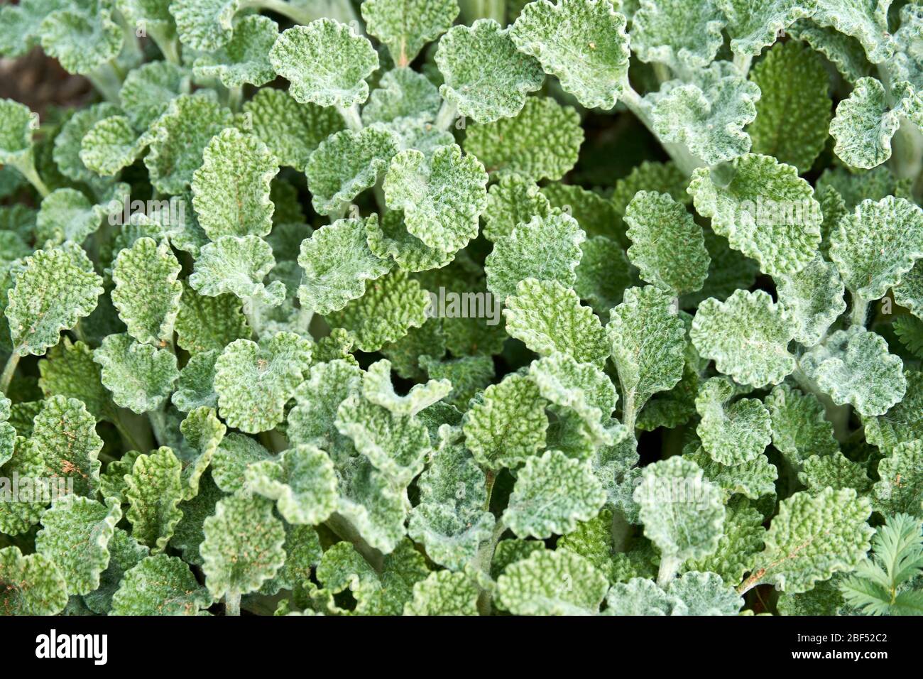 Common horehound tea marrubium vulgare hi-res stock photography and ...