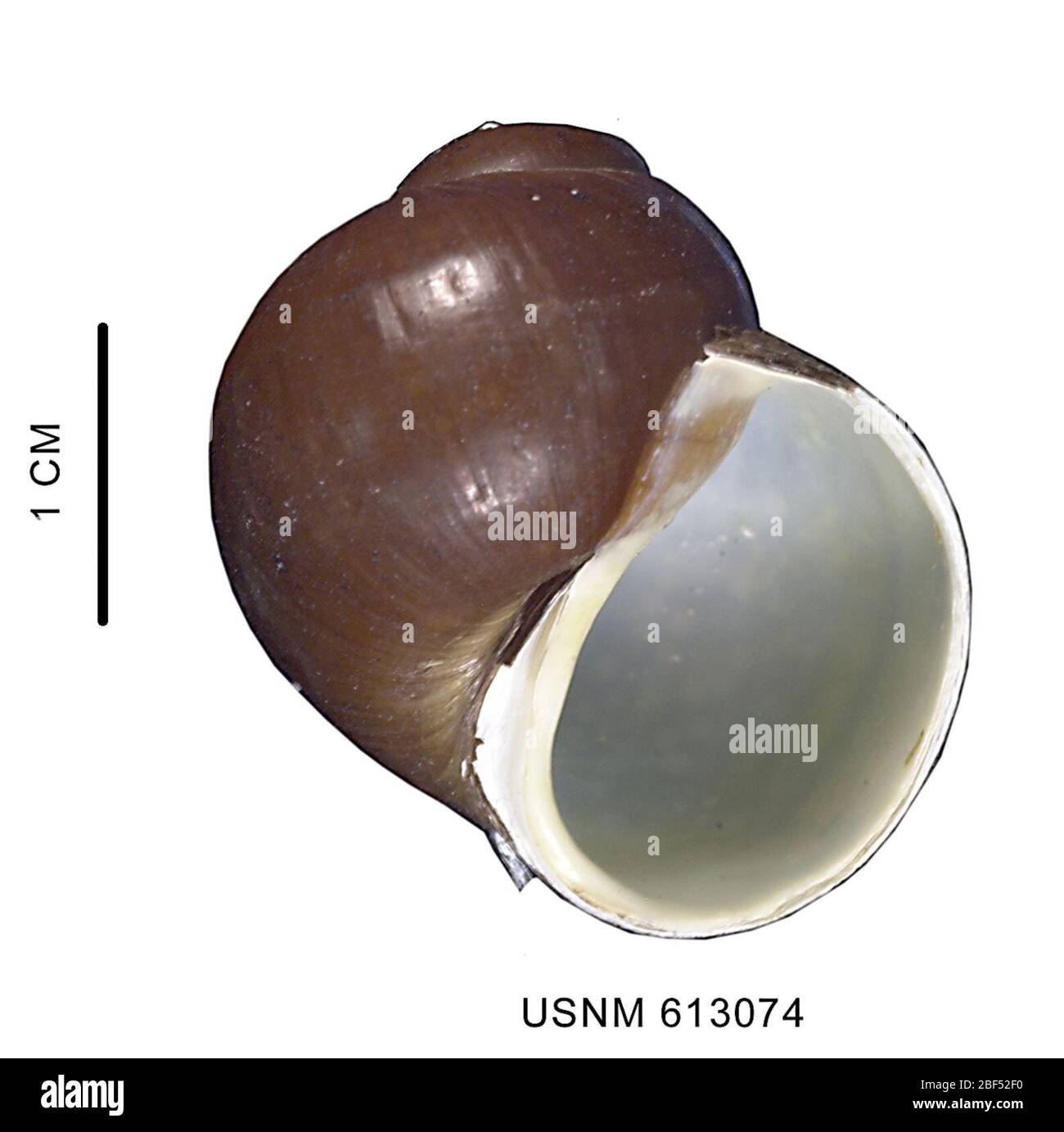 Sea jan Cut Out Stock Images & Pictures - Alamy