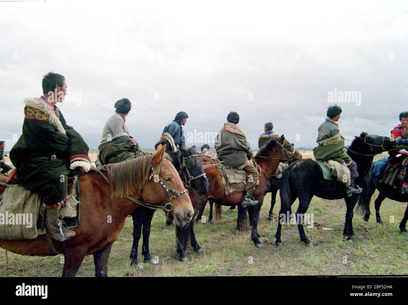 Tibetan Herder High Resolution Stock Photography and Images - Alamy