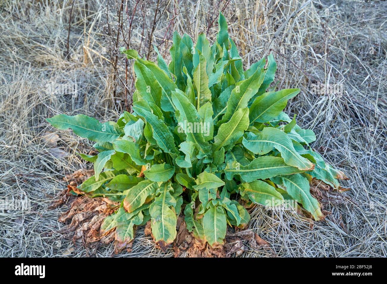 Curly dock hi-res stock photography and images - Alamy