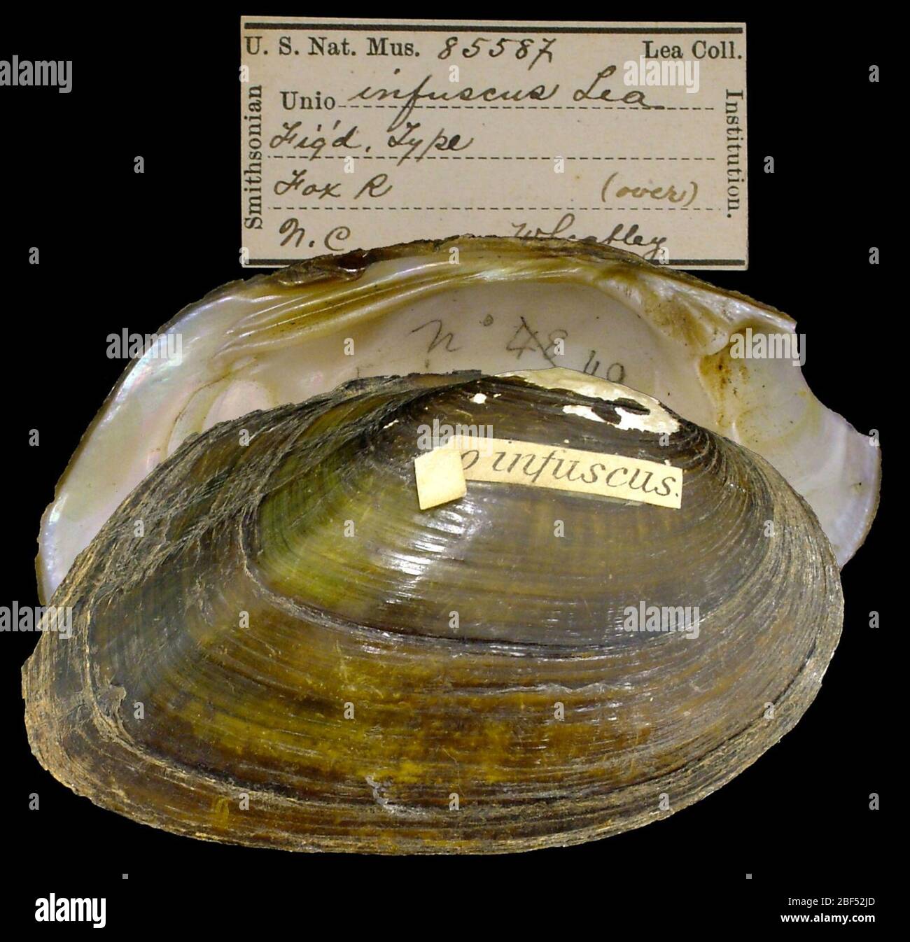 Shell species catalog hi-res stock photography and images - Alamy