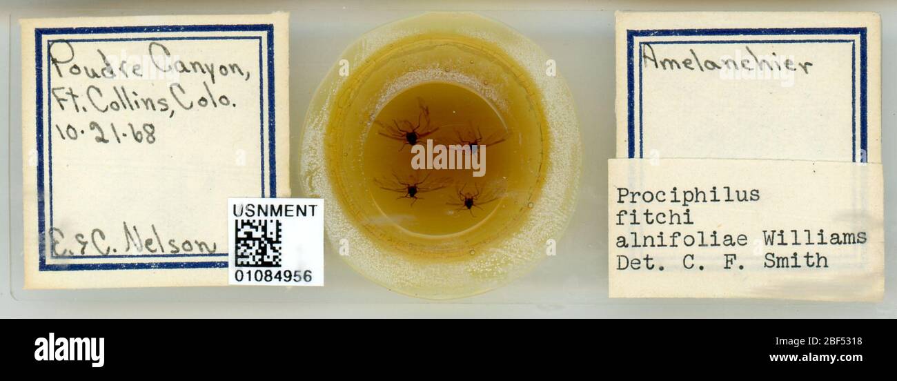 Prociphilus hi-res stock photography and images - Alamy