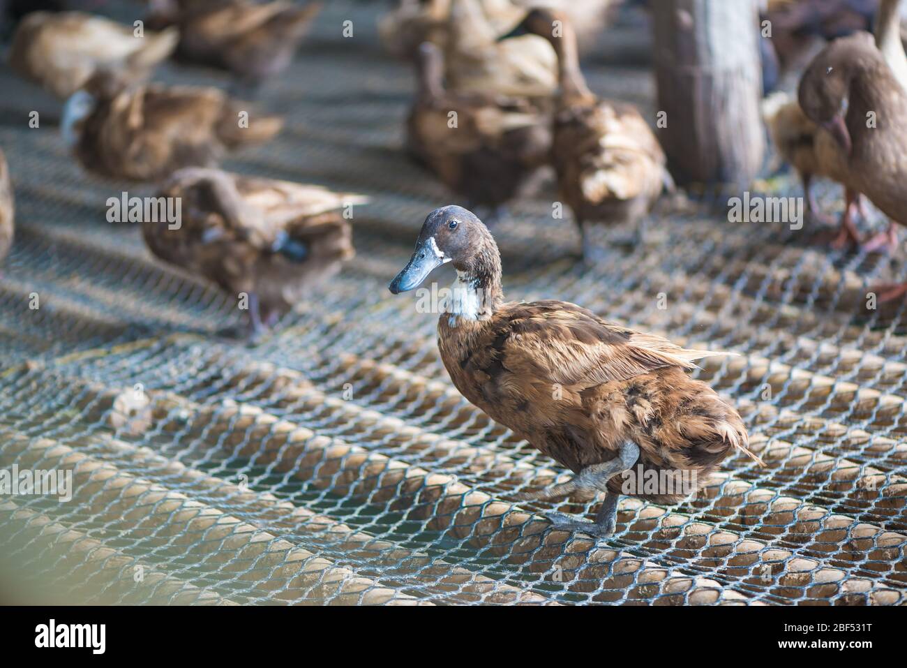 Group of ducks in farm, traditional farming in Thailand, animal farm ...