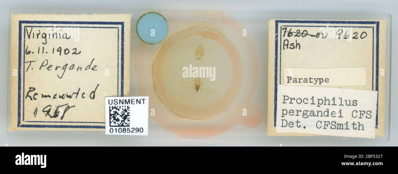 Prociphilus hi-res stock photography and images - Alamy
