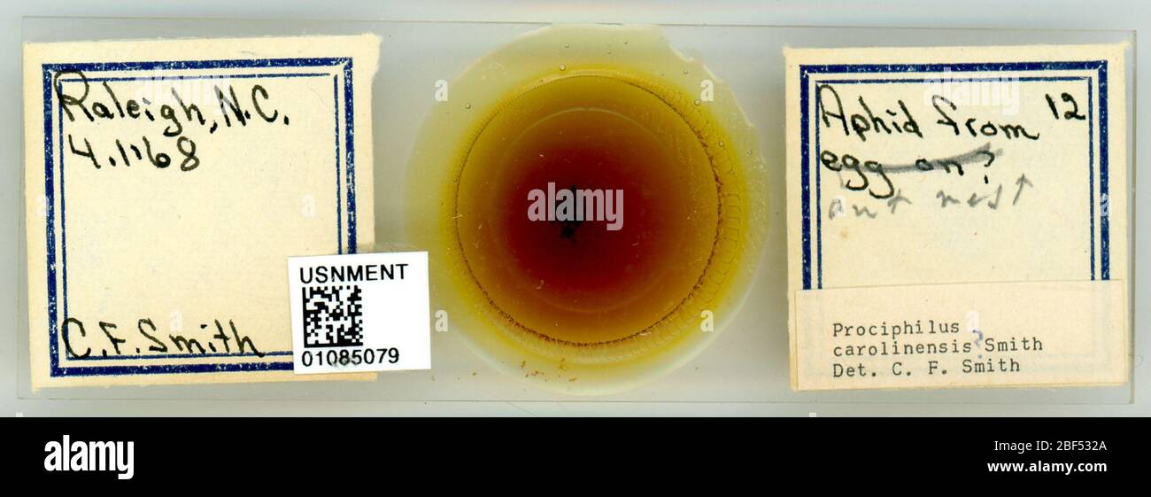Prociphilus hi-res stock photography and images - Alamy