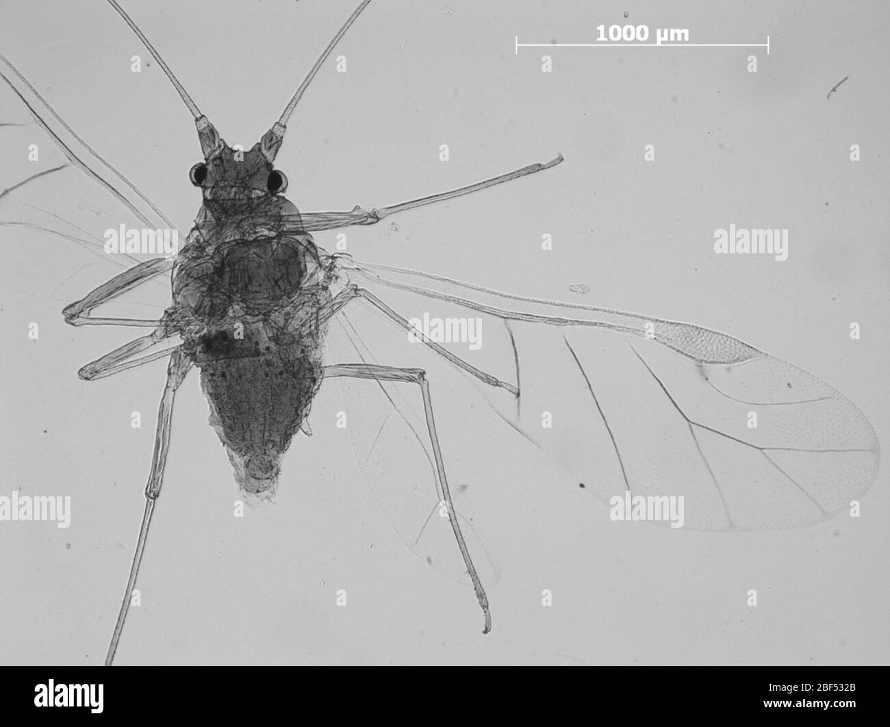 Minutus Black and White Stock Photos & Images - Alamy