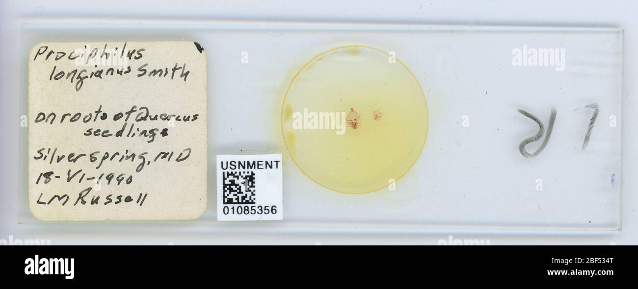 Prociphilus hi-res stock photography and images - Alamy