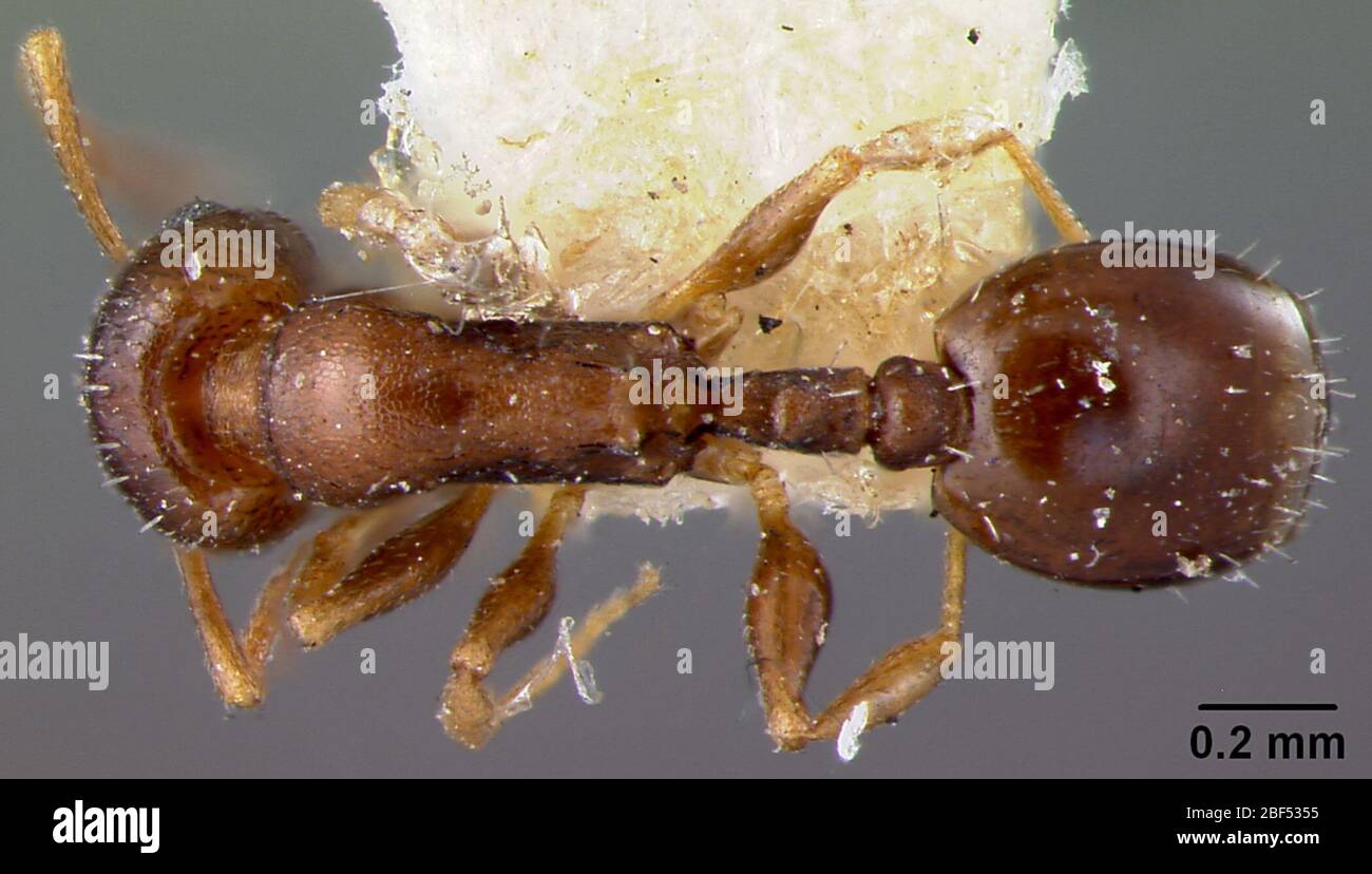 Nitidulus hi-res stock photography and images - Alamy