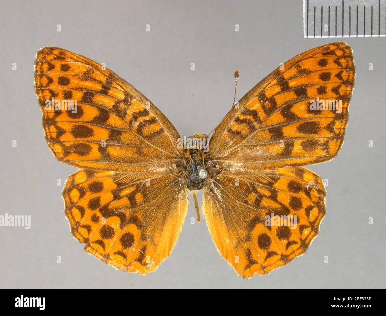 Hydaspe fritillary butterfly hi-res stock photography and images - Alamy