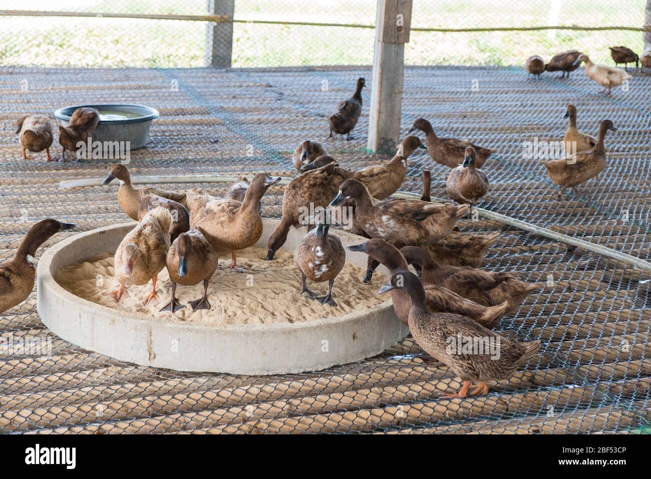 Duck eating food in farm, traditional farming in Thailand Stock Photo ...