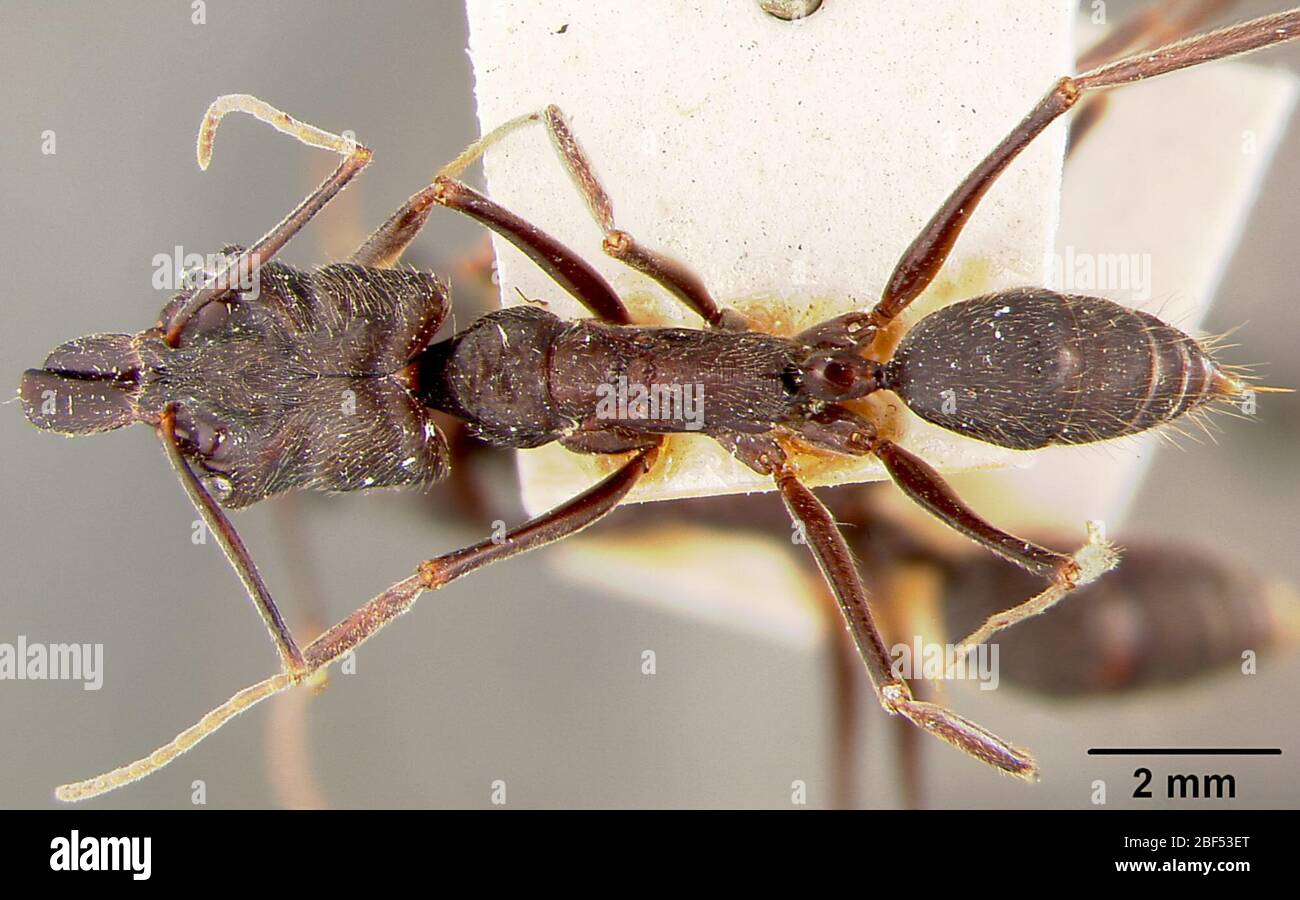 Odontomachus haematodus hi-res stock photography and images - Alamy