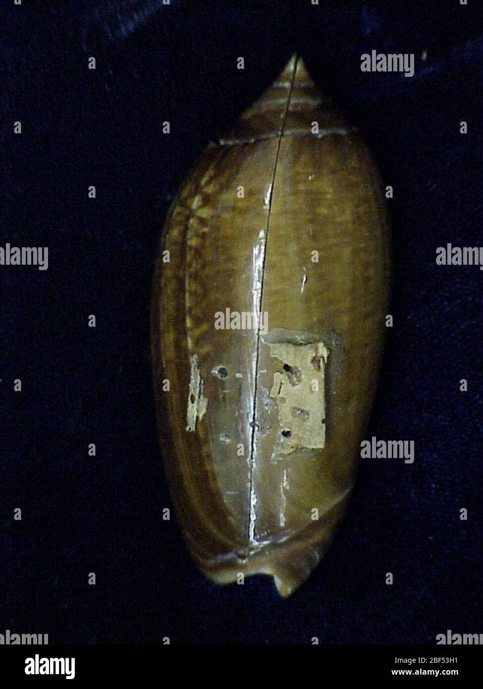 Olividae hi-res stock photography and images - Alamy