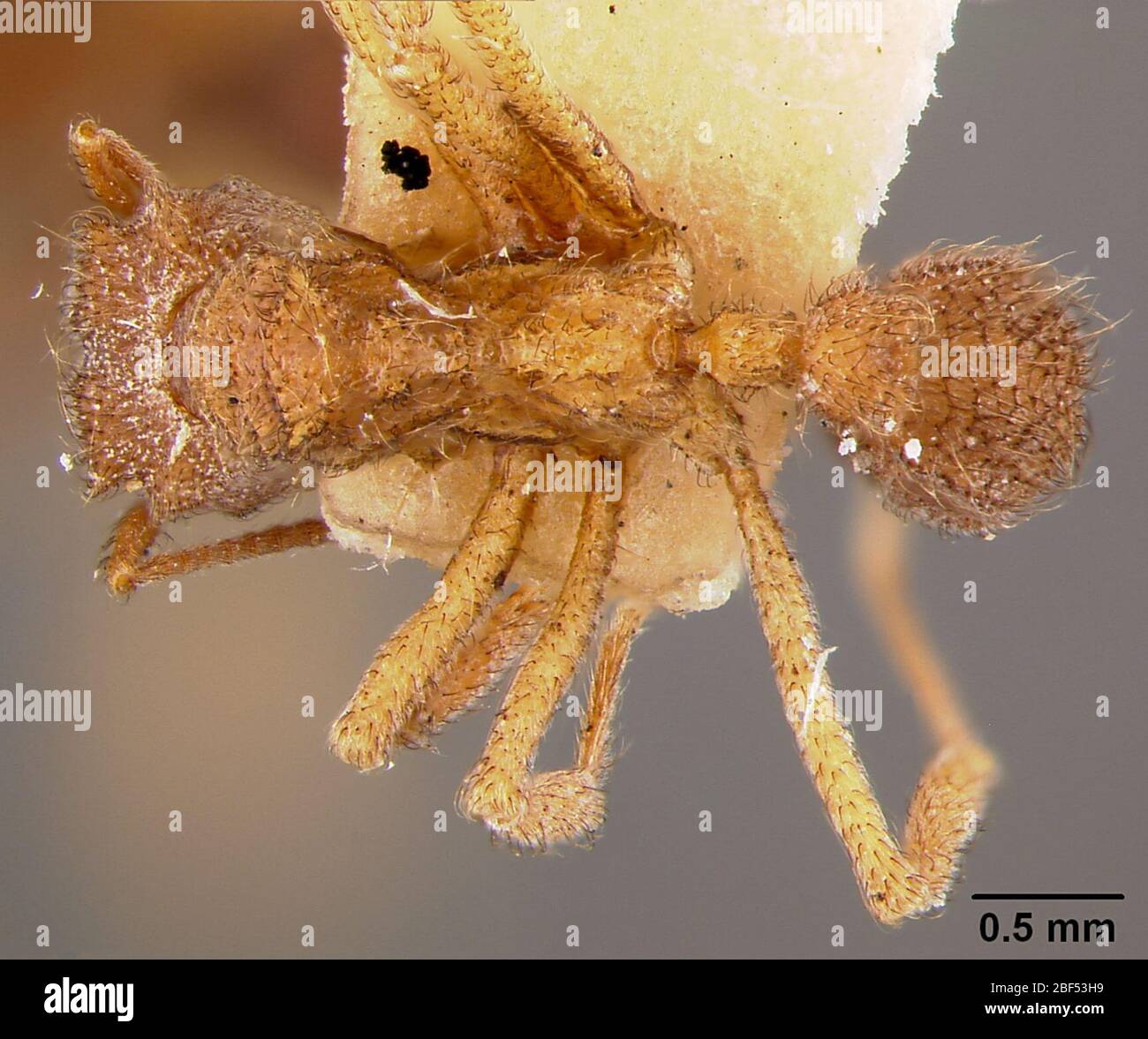 Opulenta High Resolution Stock Photography and Images - Alamy