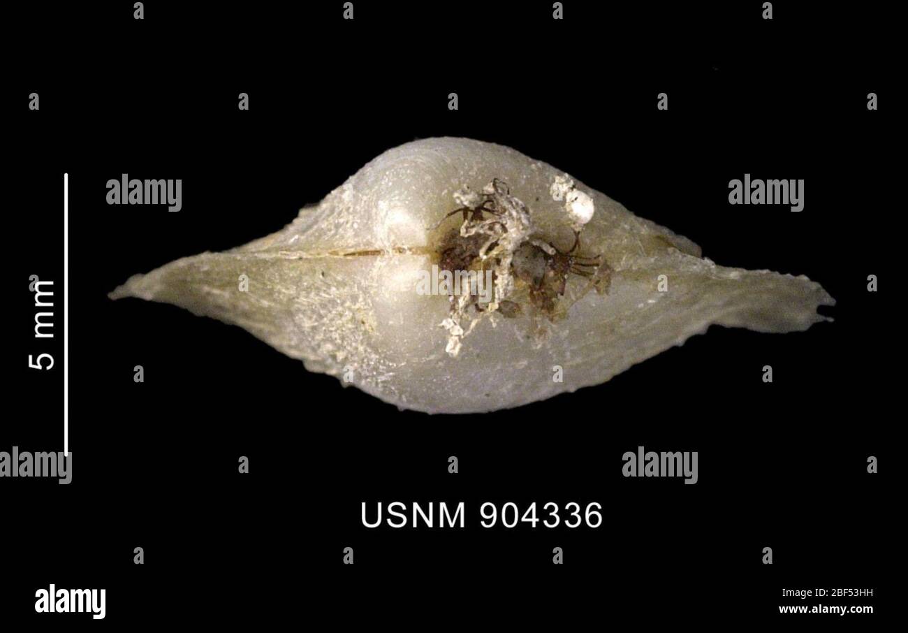 Sublaevis hi-res stock photography and images - Alamy