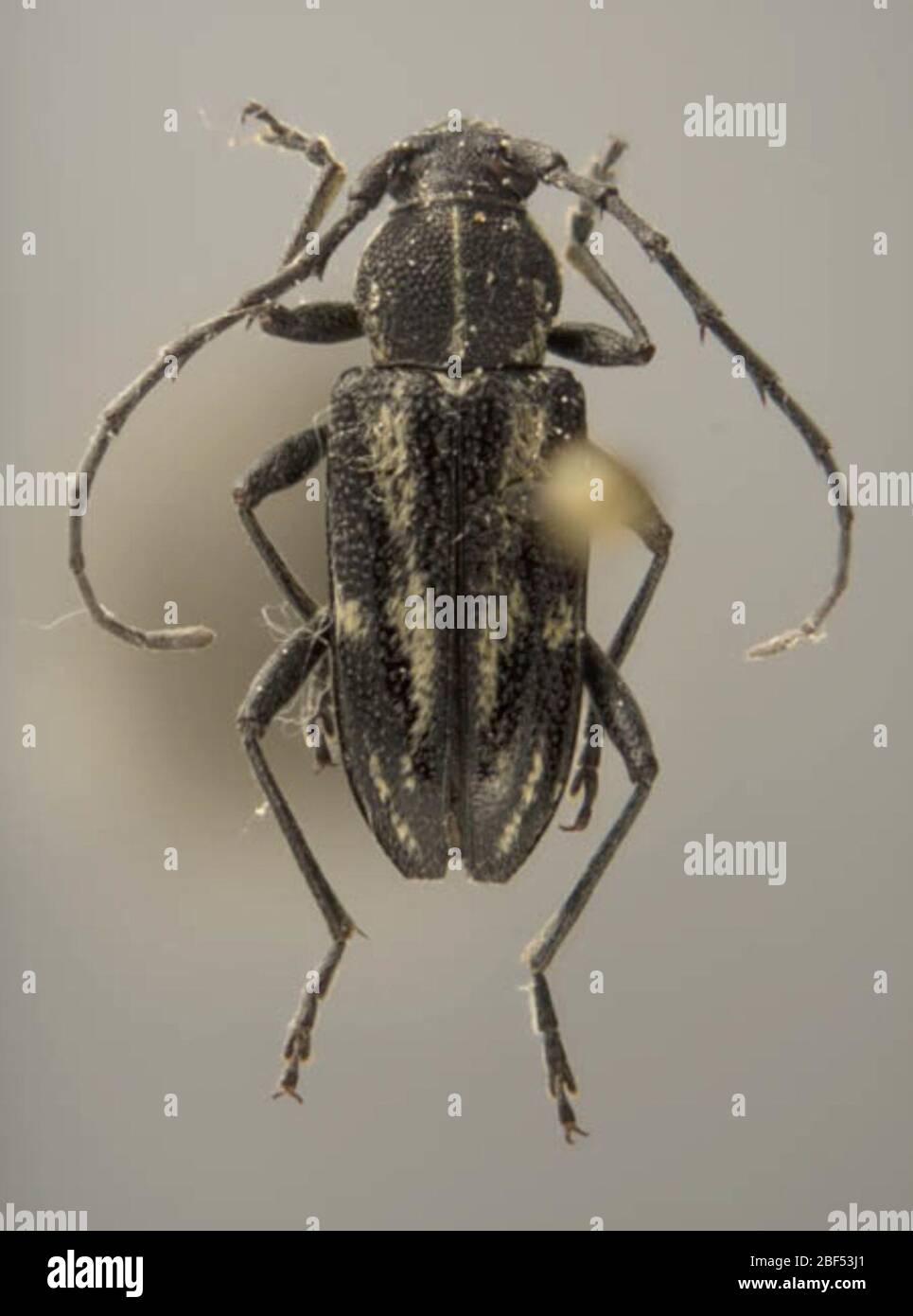 Praeclarus hi-res stock photography and images - Alamy