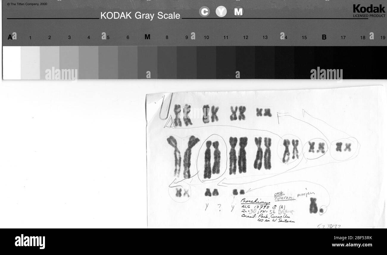 Proechimys roberti. 3 Dec 20191 Stock Photo - Alamy