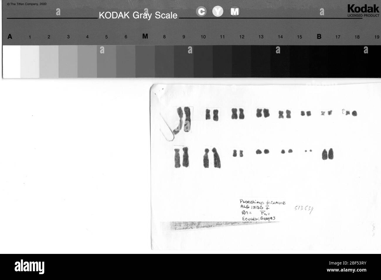 Proechimys decumanus. 18 Dec 20191 Stock Photo - Alamy