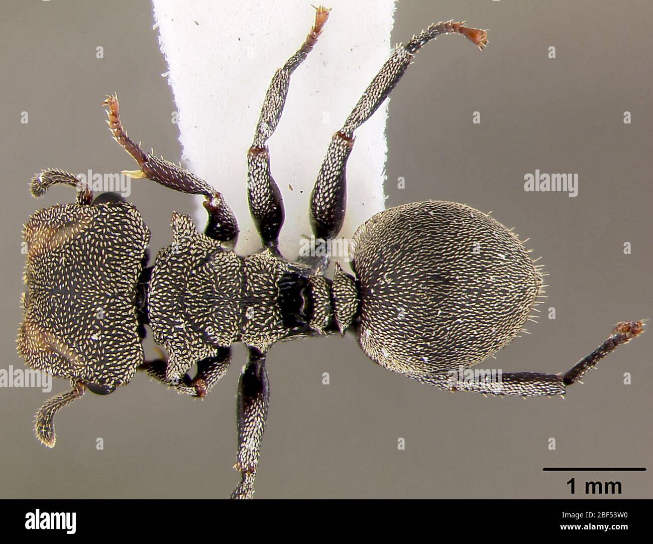 Patei hi-res stock photography and images - Alamy
