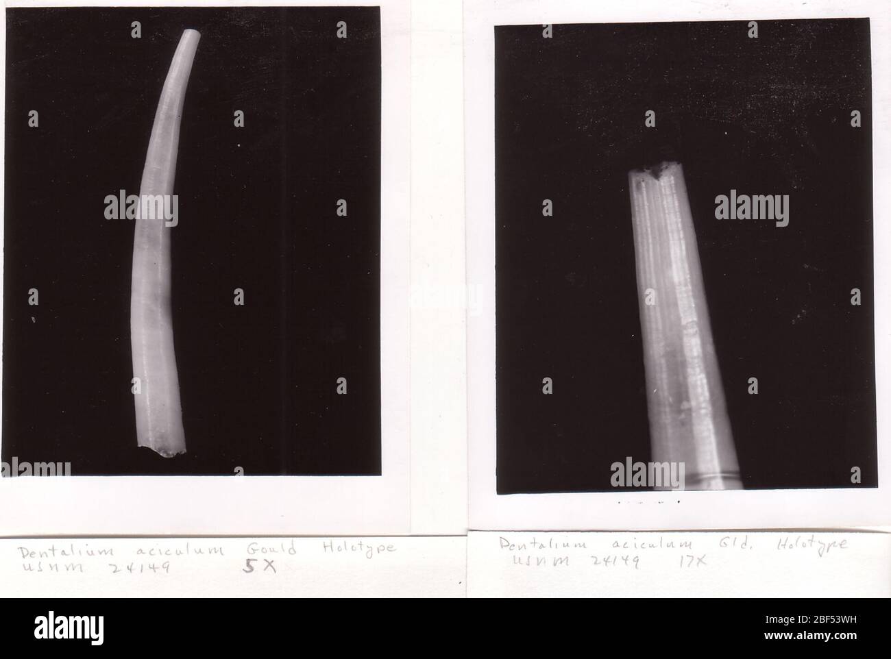 Dentalium hi-res stock photography and images - Alamy