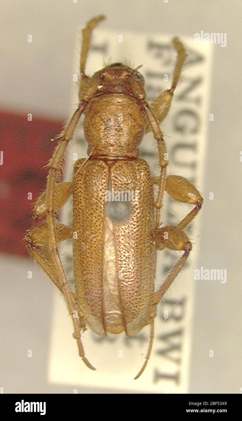 Subflavus hi-res stock photography and images - Alamy