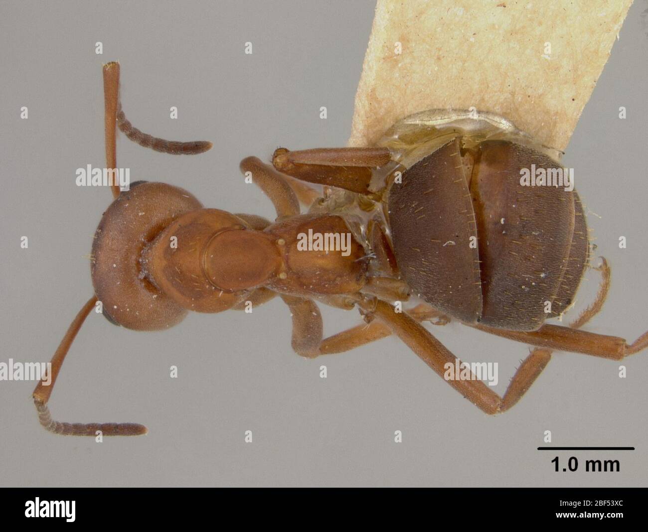 Formica microgyna rasilis var pullula. 28 Dec 20163 Stock Photo - Alamy