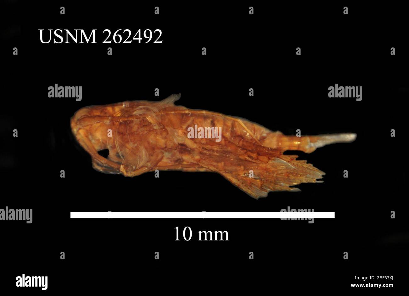 Megacalanus hi-res stock photography and images - Alamy