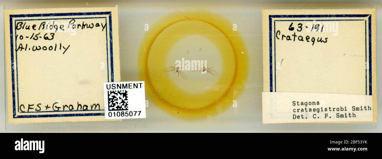 Prociphilus hi-res stock photography and images - Alamy