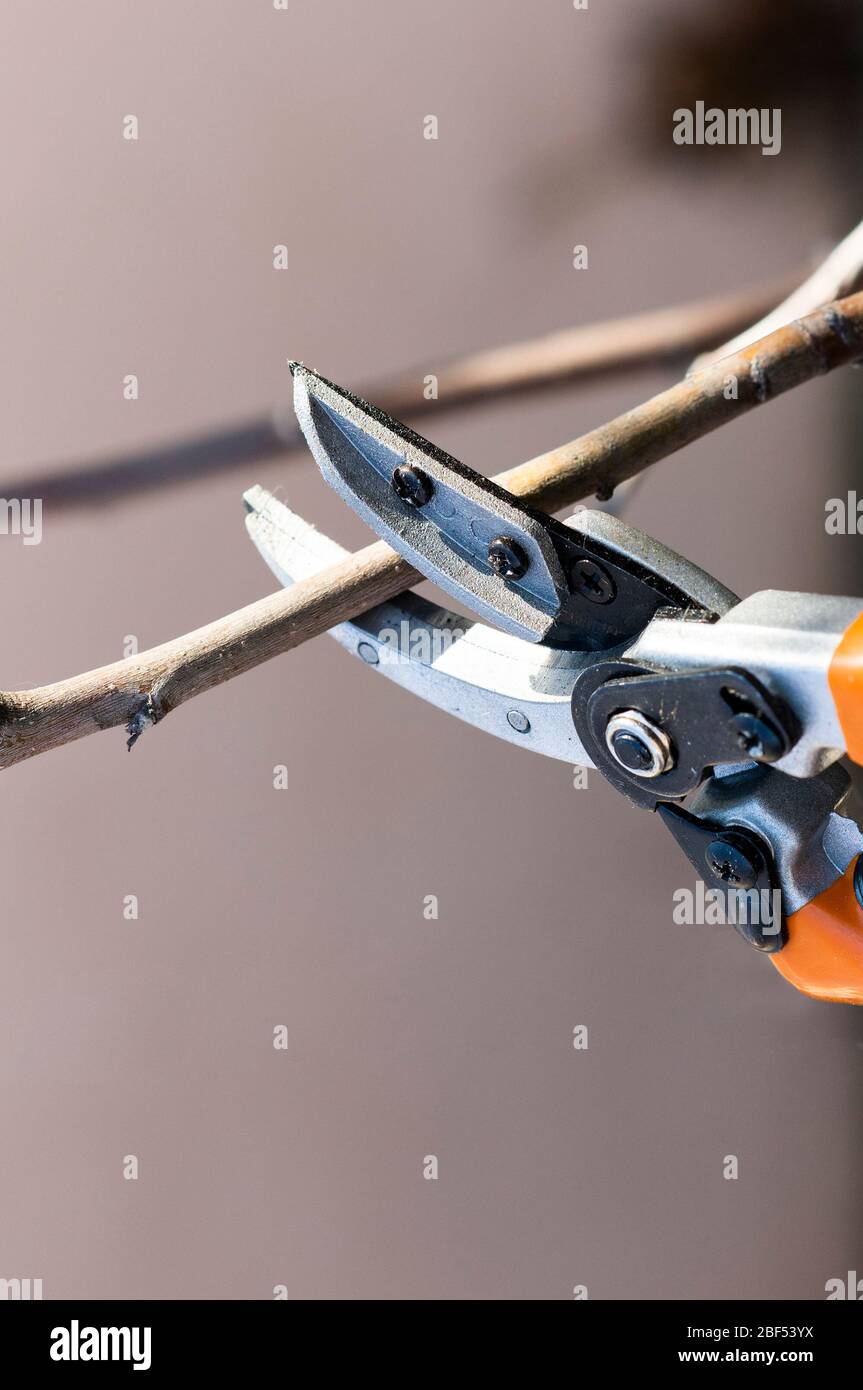 Pruning of trees with secateurs. Cutter, equipment Stock Photo - Alamy