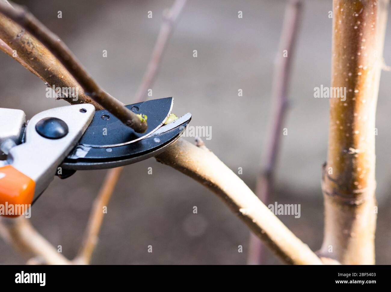 Pruning of trees with secateurs. Cutter, equipment Stock Photo - Alamy