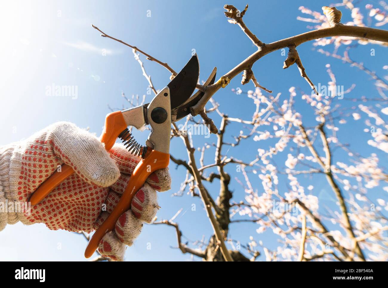 Pruning of trees with secateurs. Cutter, equipment Stock Photo - Alamy