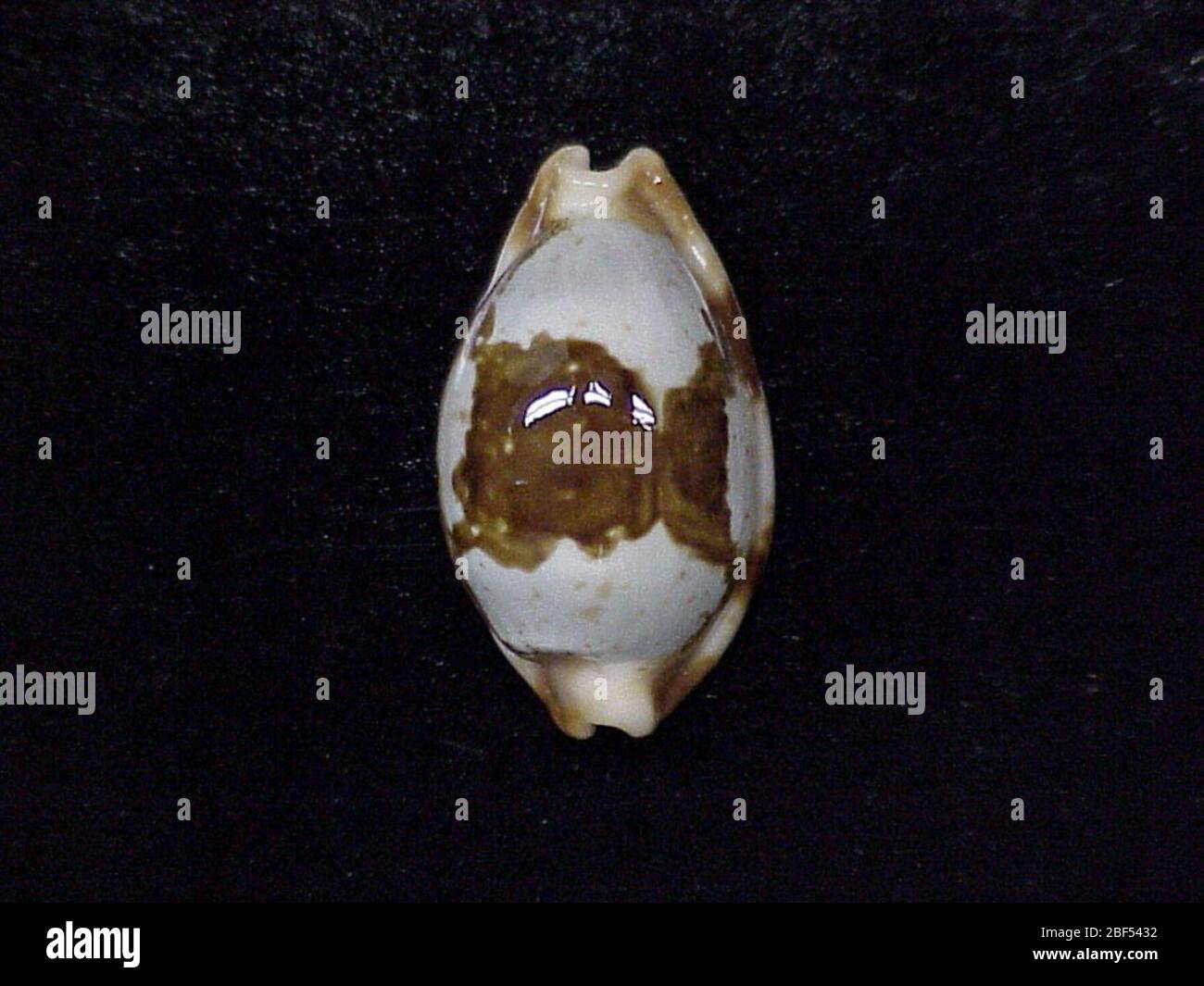 Stolida hi-res stock photography and images - Alamy